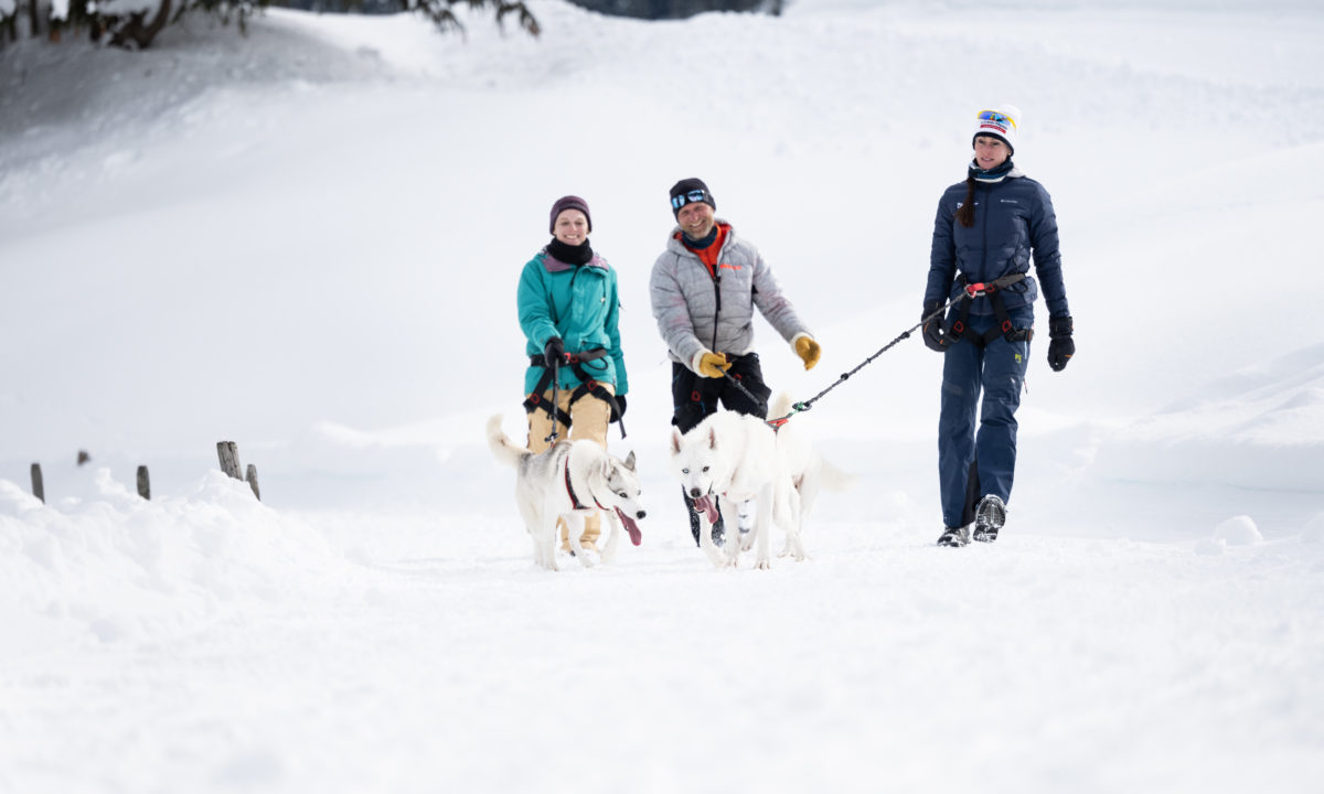 Husky Hike - Activity Morgins, Region Dents du Midi