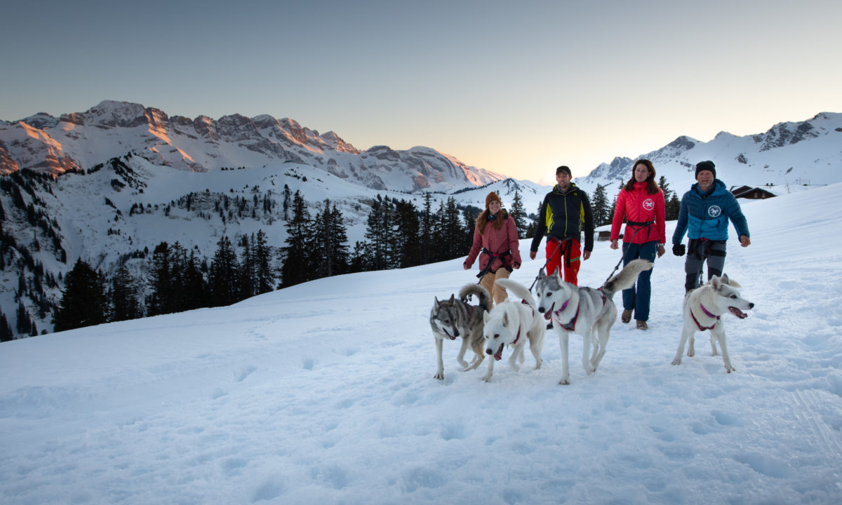 Husky Hike - Activity Morgins, Region Dents du Midi